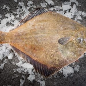 Flounder – whole | Westfleet